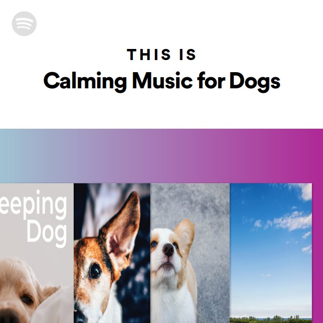 This Is Calming Music for Dogs | Spotify Playlist